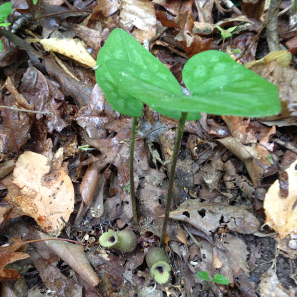 arrowleaf ginger | Project Noah