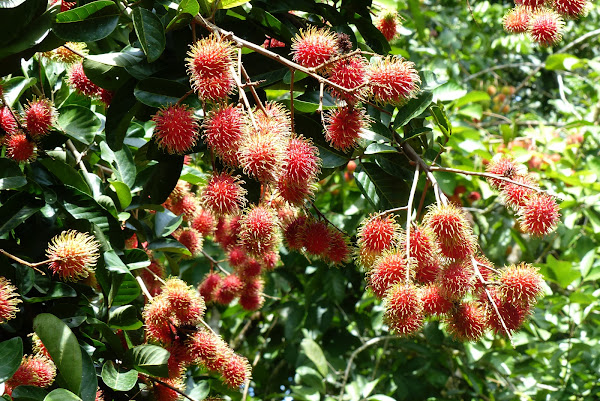 Mamón Chino aka Rambutan | Project Noah