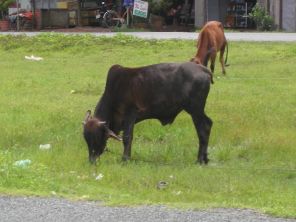 Vietnamese Cattle | Project Noah
