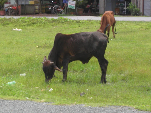 Vietnamese Cattle | Project Noah