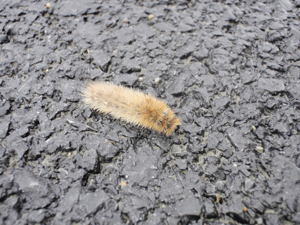 Lined Ruby Tiger Moth caterpillar | Project Noah