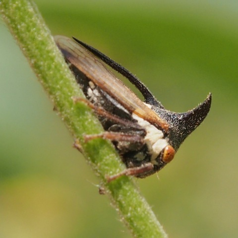 Cow Bug Treehopper | Project Noah