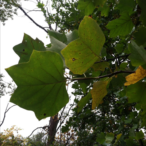 Tulip Tree | Project Noah