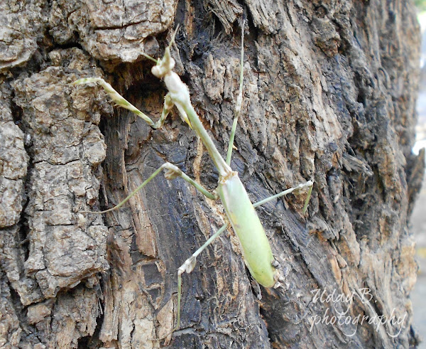 Indian rose mantis / wandering violin mantis | Project Noah