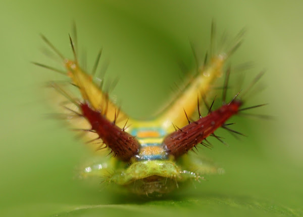 Wattle Cup Moth Caterpillar | Project Noah