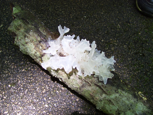 Snow Fungus, Silver Ear Fungus or White Jelly Mushroom | Project Noah