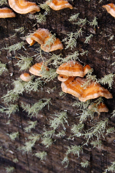 Stereum | Project Noah