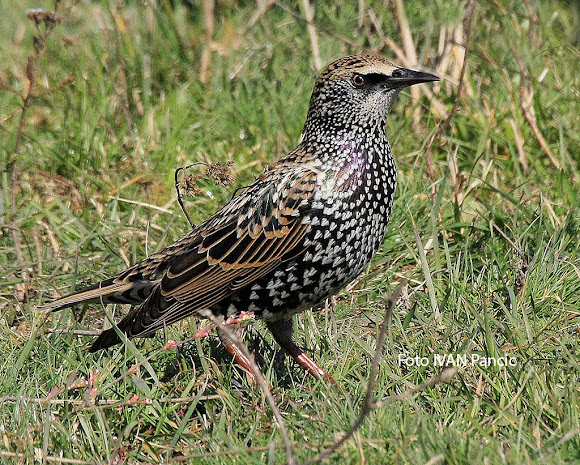 The Common Starling | Project Noah