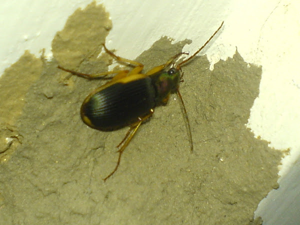 Common Black Ground Beetle | Project Noah