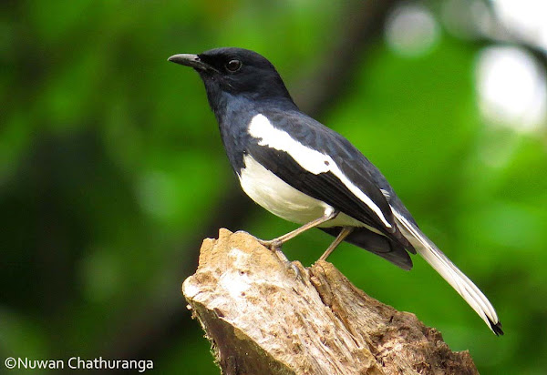 Oriental magpie-robin | Project Noah