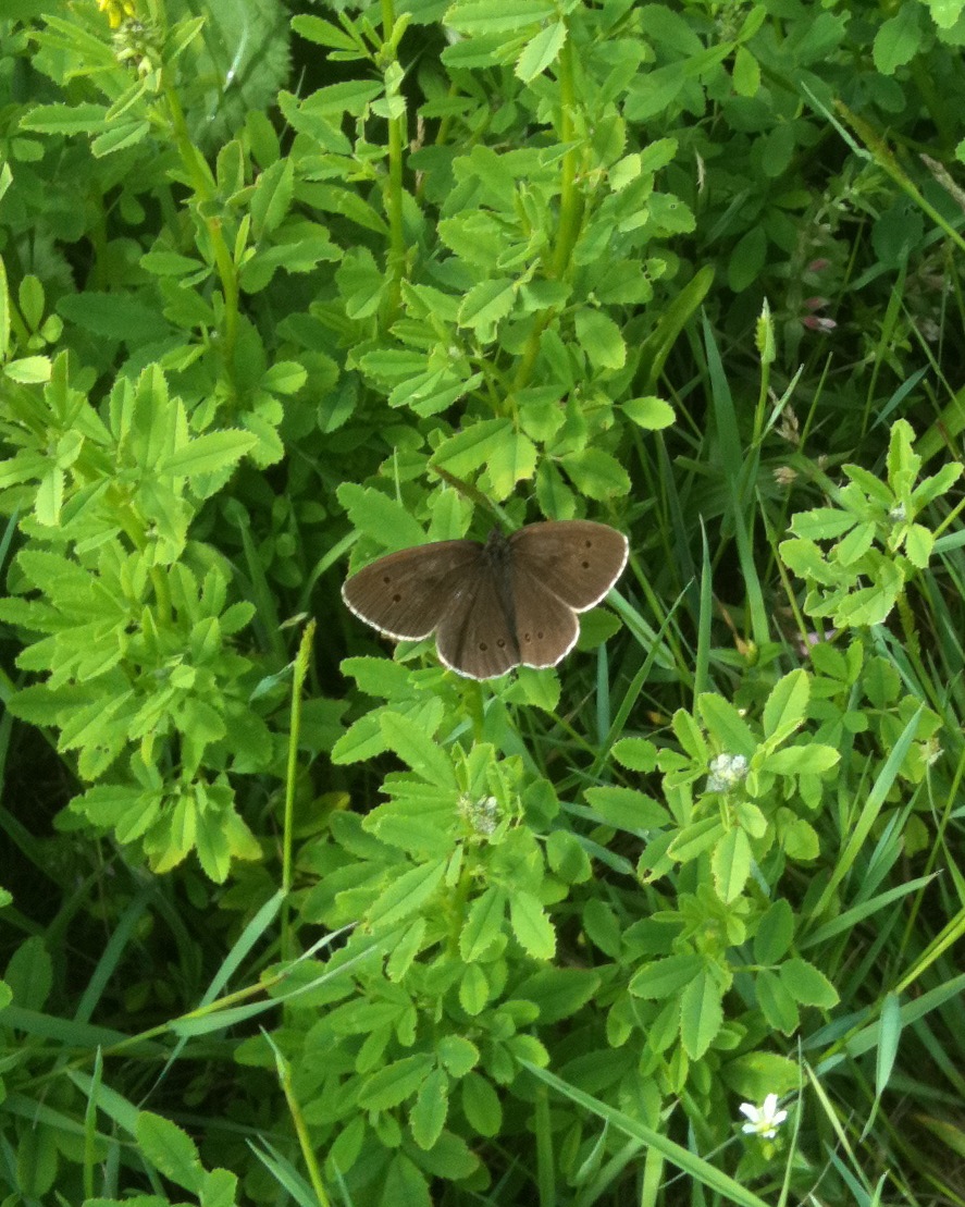 Ringlet | Project Noah