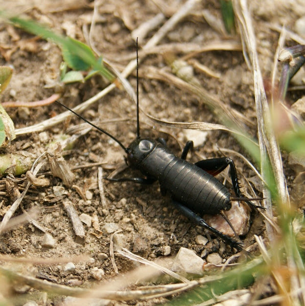 Field Cricket | Project Noah