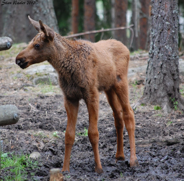 Moose | Project Noah