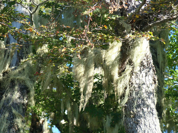 Old man's beard, Barba de viejo | Project Noah