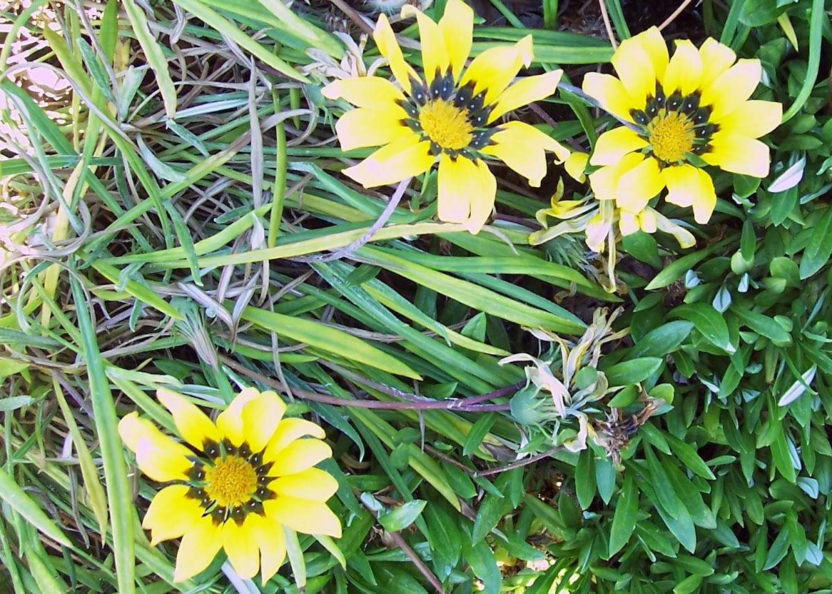 Gazania | Project Noah