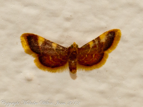 Gold Triangle Moth | Project Noah