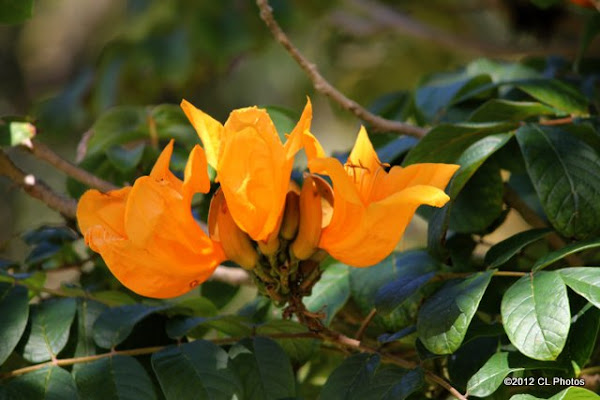 African Tulip Tree | Project Noah