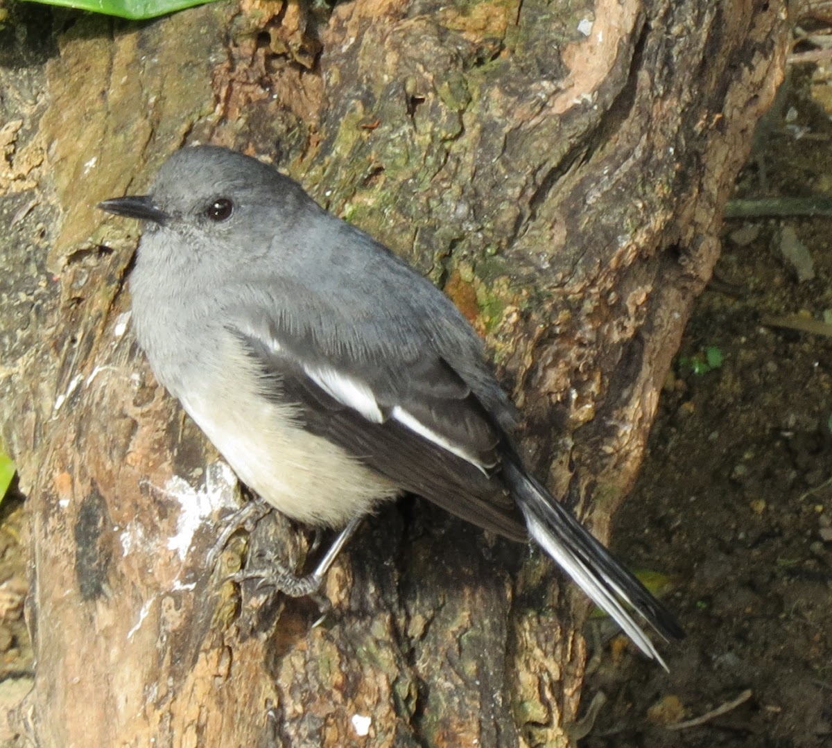 Oriental Magpie-Robin (Female) | Project Noah