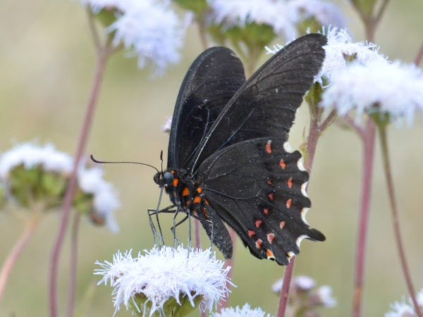 Pink-spotted Swallowtail | Project Noah