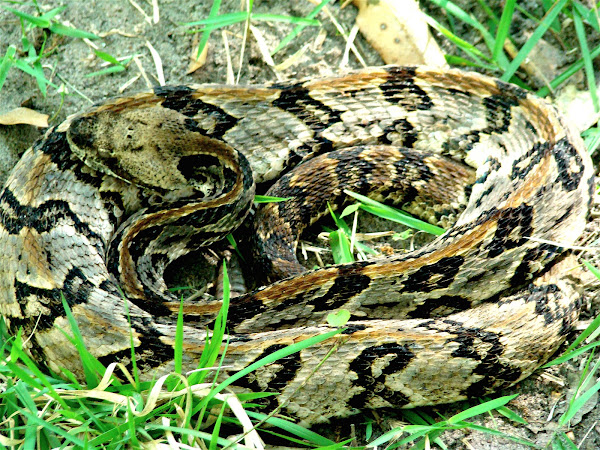 Canebrake Rattlesnake | Project Noah