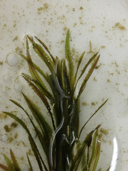 Southern Naiad | Project Noah