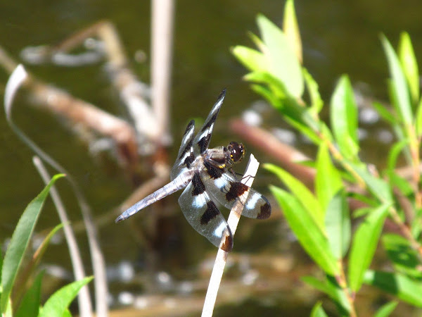 Twelve-spotted Skimmer | Project Noah