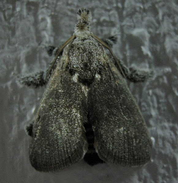 Grey Slug Moth | Project Noah