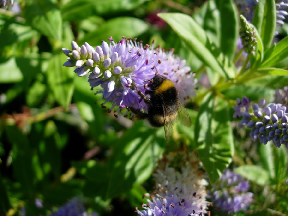 Abejorro. Bumblebee | Project Noah