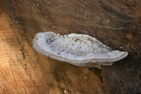 white shelf fungi | Project Noah
