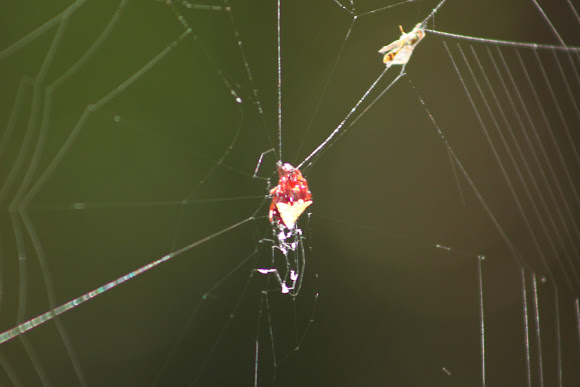 Arrowhead Spider | Project Noah