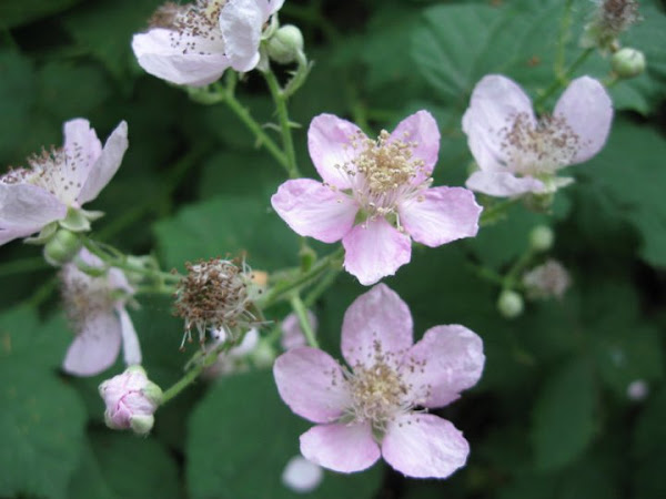 Pacific Blackberry | Project Noah