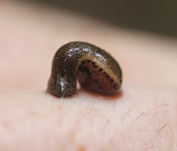 Ground Leech | Project Noah