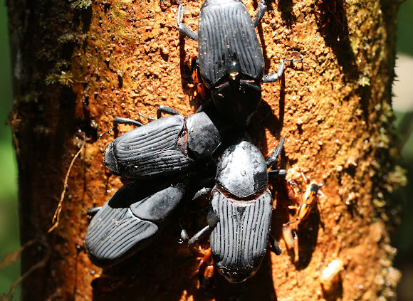 Giant Palm Weevil | Project Noah