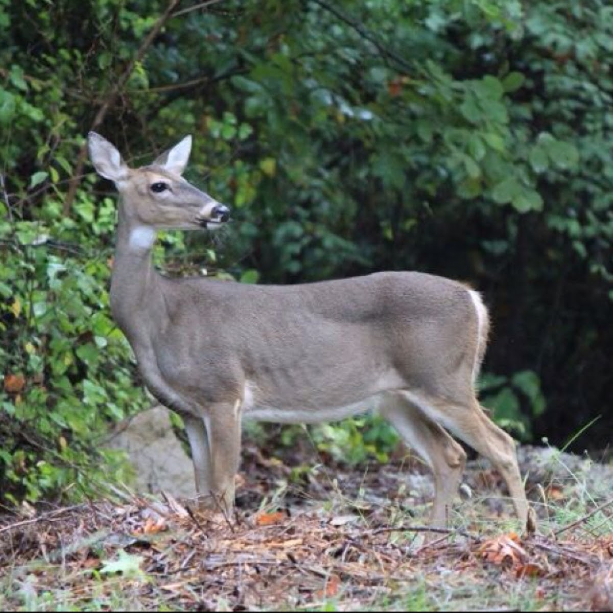White-tailed Deer | Project Noah