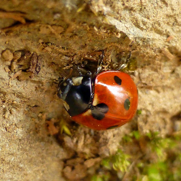 Seven-Spotted Ladybug | Project Noah