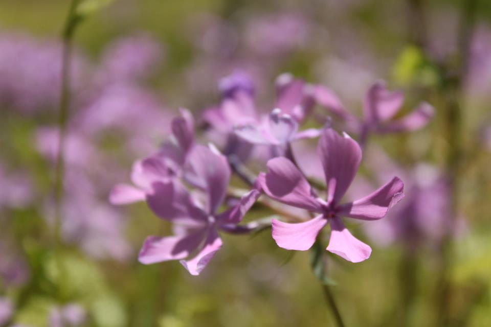 Woodland Phlox | Project Noah