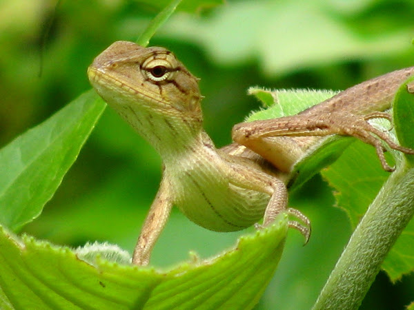 girgiti | Project Noah