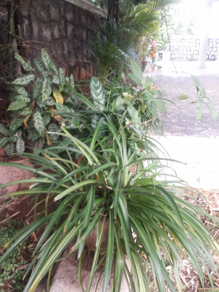Plant | Project Noah