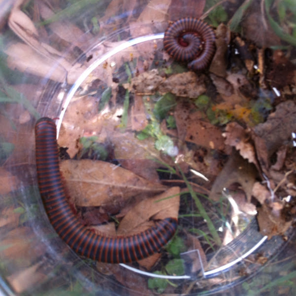 North American Millipede | Project Noah