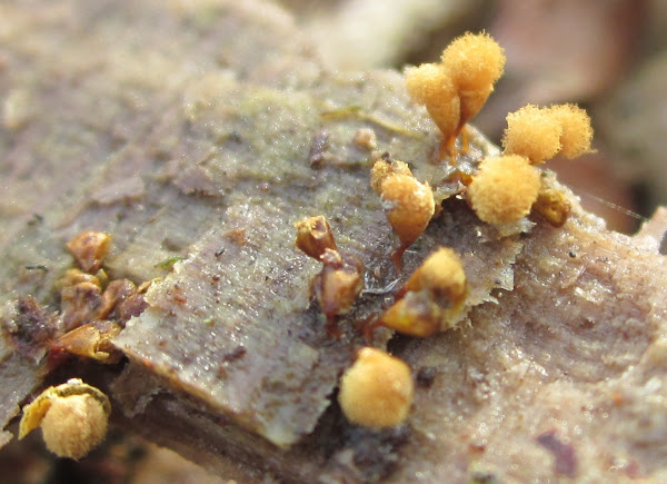 yellow-fuzz cone slime Mold - (nl-Doorschijnend langdraadwatje ...