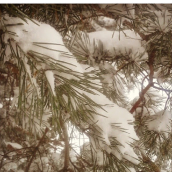 White pine | Project Noah