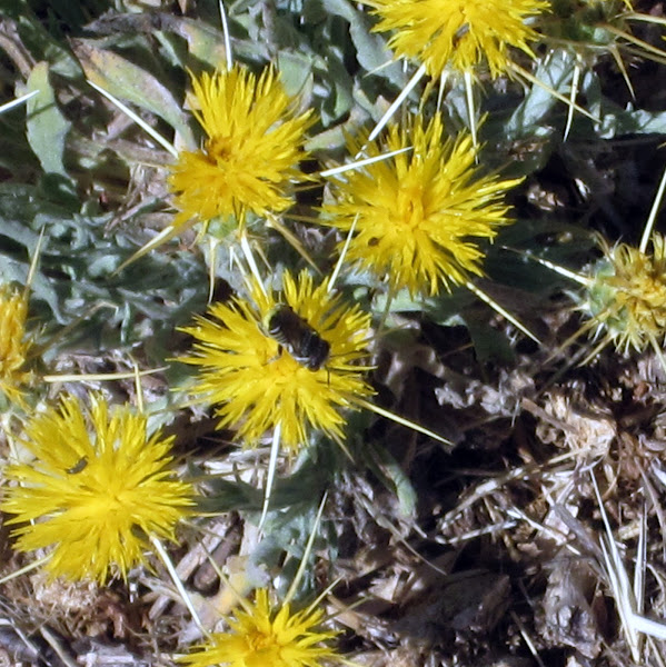 Yellow Cock Spur | Project Noah