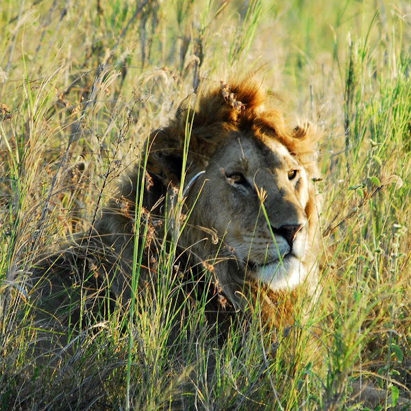 Terrestrial Animals of the World | Project Noah