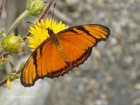 Juno longwing | Project Noah