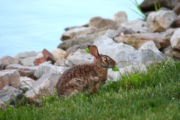 Eastern Cottontail Rabbit | Project Noah