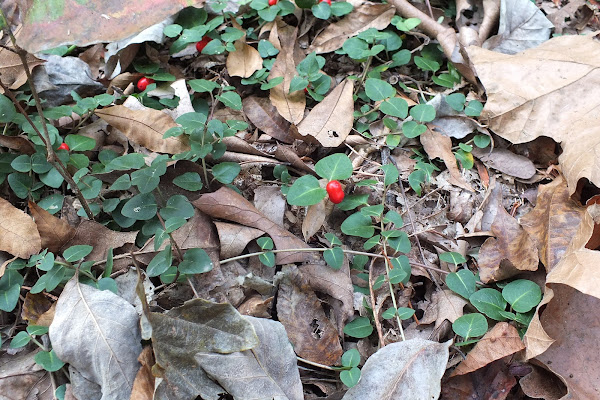 Partridge Berry | Project Noah