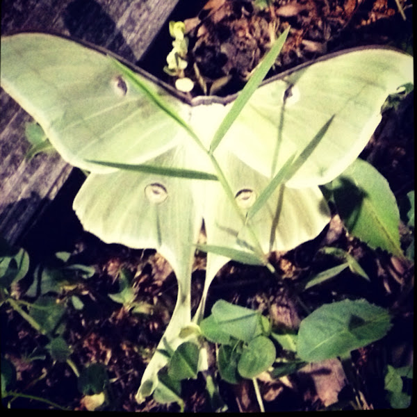Luna Moth | Project Noah