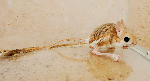 Jerboa - Lesser Jerboa; Arabic - Al jerboa | Project Noah