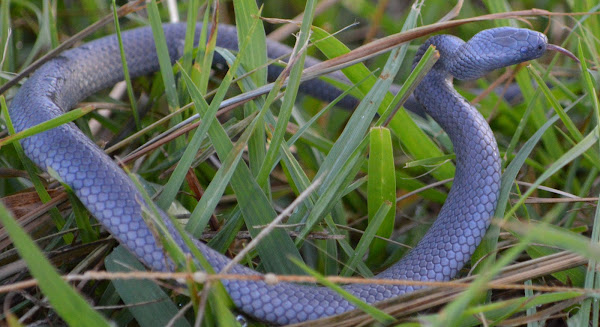Eastern Small-eyed Snake | Project Noah