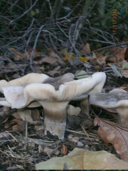 Spotting | Project Noah